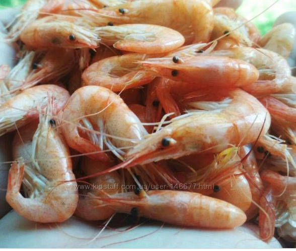 Купить Азовская мелкая креветка оптом, цена 700 ₴ — Prom.ua (ID#1109142358)