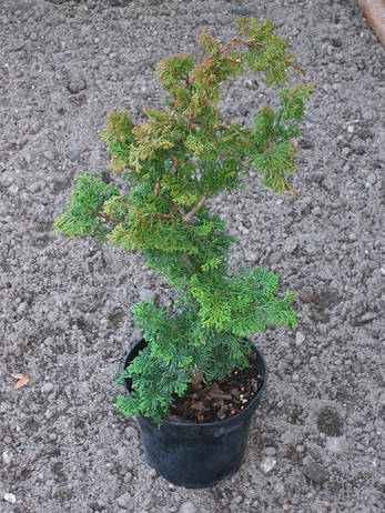 Кипарисовик тупий Contorta 2 річний, Кипарисовик тупой Конторта ...