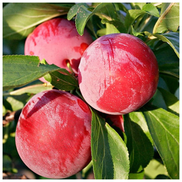 Саджанці сливи. Товари та послуги компанії "інтернет-магазин "БаТаня""