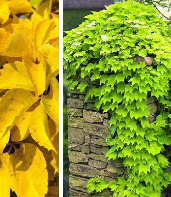 Виноград девичий Yellow Wallv (ID#1115210023), цена: 200 ₴, купить на ...