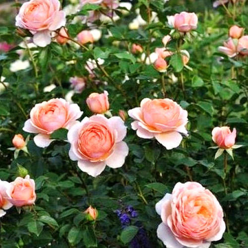 Купить Саженцы кустовой розы Элизабет Стюарт (Elizabeth Stuart), цена ...