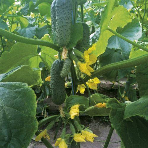 ZKI 104 F1 (1000шт) - Партенокарпический Огурец, Lark Seeds, цена 1032 ...