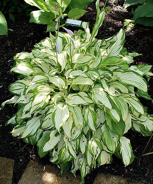 Купить Хоста Kiwi Spearmint, цена 204 ₴ — Prom.ua (ID#1104267966)