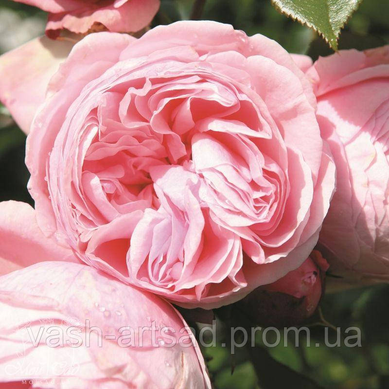 Giardina - Джардина: продажа, цена в Харькове. Саженцы деревьев и ...