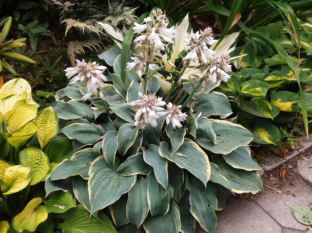 "Інтернет-магазин "Райський Садочок"" - контакти, товари, послуги, ціни