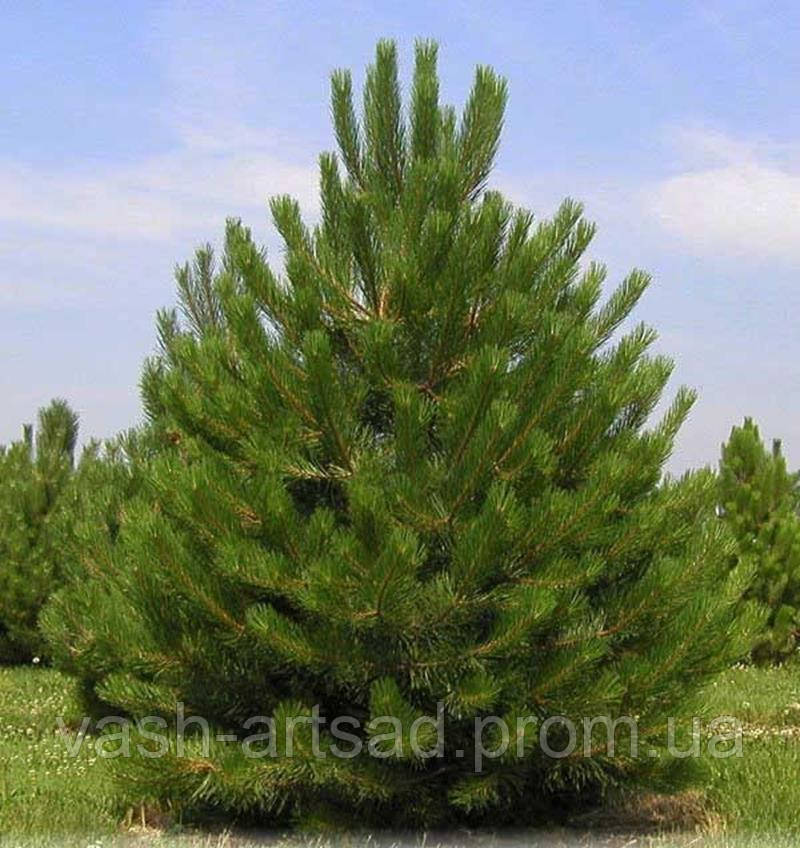 Сосна крымская. Pinus nigra Pallasiana: продажа, цена в Харькове ...