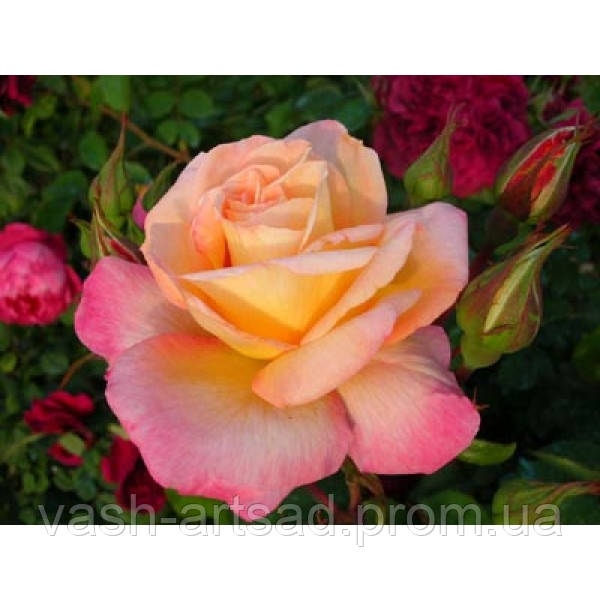 Dionisia - Дионисия: продажа, цена в Харькове. Саженцы деревьев и ...