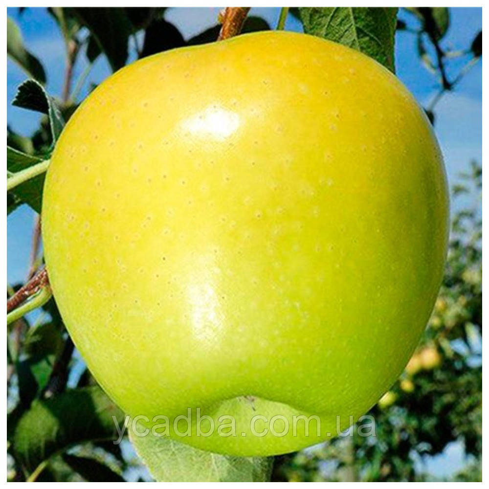 Яблуня Голден Делішес (зимова): продаж, ціна у Вінницькій області ...