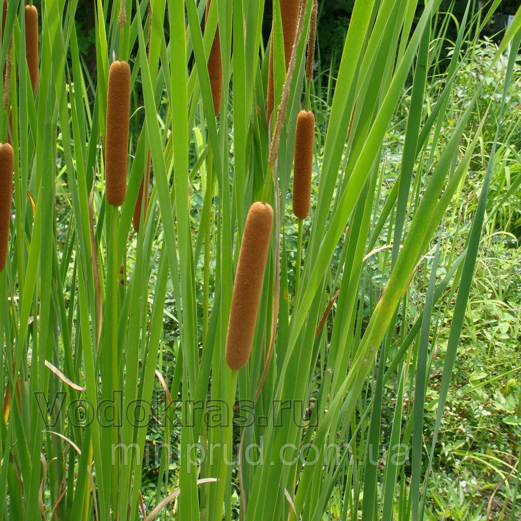 РОГІЗ ВУЗЬКОЛИСТИЙ (доросла рослина з голим корінням): продаж, ціна у ...