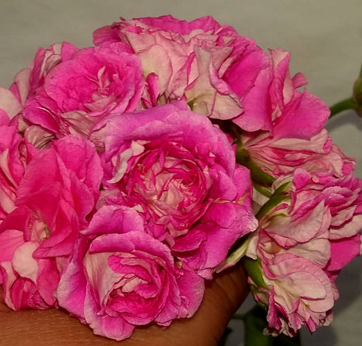 Купить Пеларгония Sybil Holmes, цена 80 ₴ — Prom.ua (ID#1130365855)