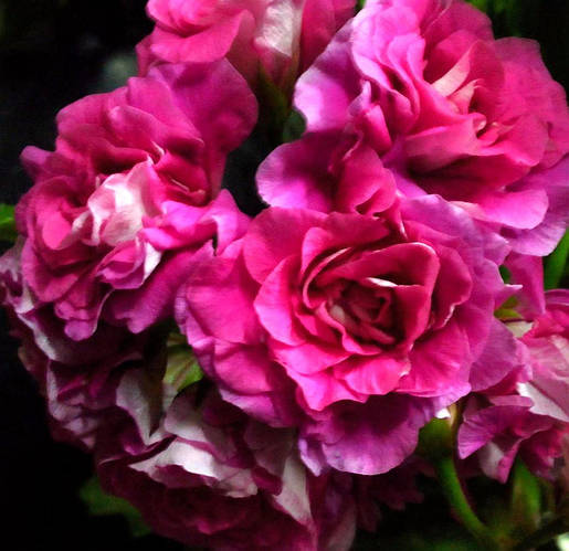 Купить Пеларгония Sybil Holmes, цена 80 ₴ — Prom.ua (ID#1130365855)