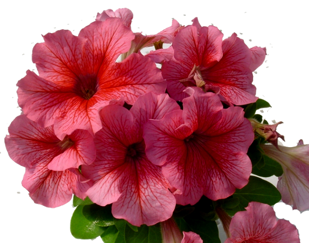 Купити Петунія Лімбо F1, червона з прожилками, 100 гран, Садиба Центр ...