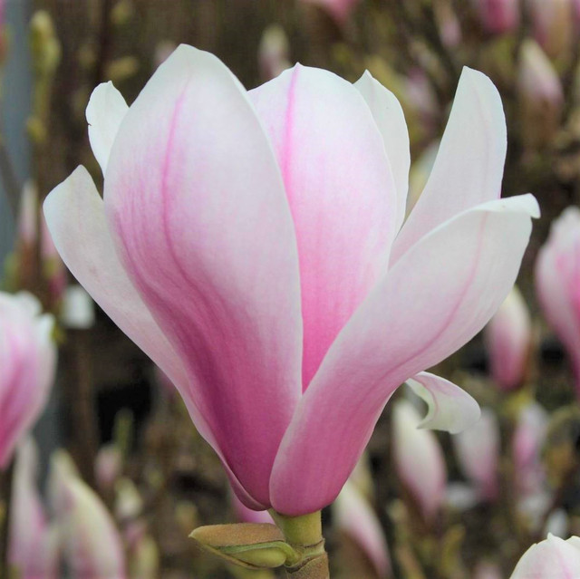 Магнолия кобус декоративный цветущий кустарник, купить саженцы магнолии ...