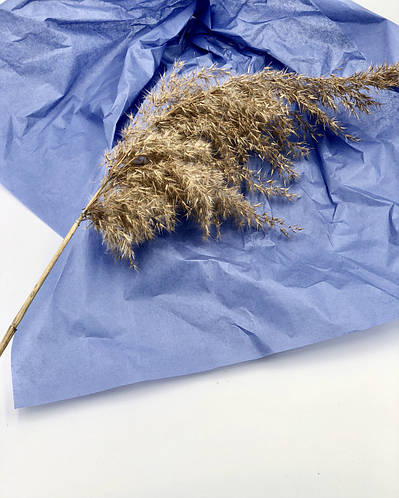 Купить Сухоцвет натуральный Тростник (камыш), цена 23 грн — Prom.ua (ID ...