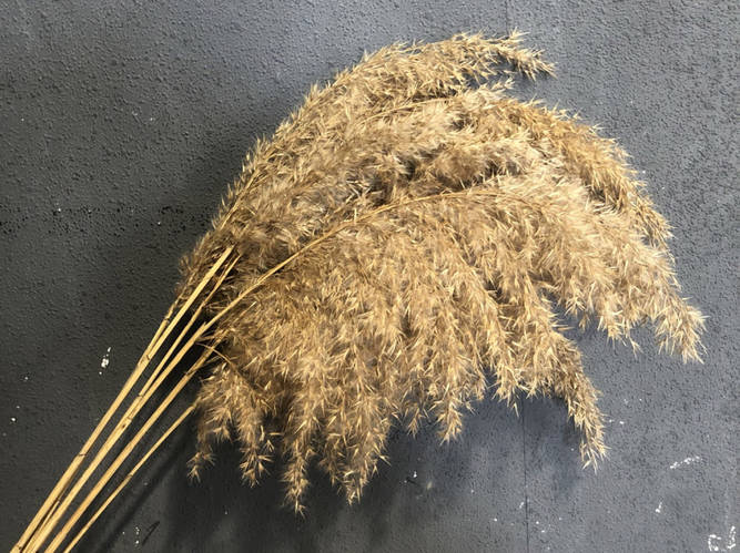 Купить Сухоцвет натуральный Тростник (камыш), цена 23 грн — Prom.ua (ID ...