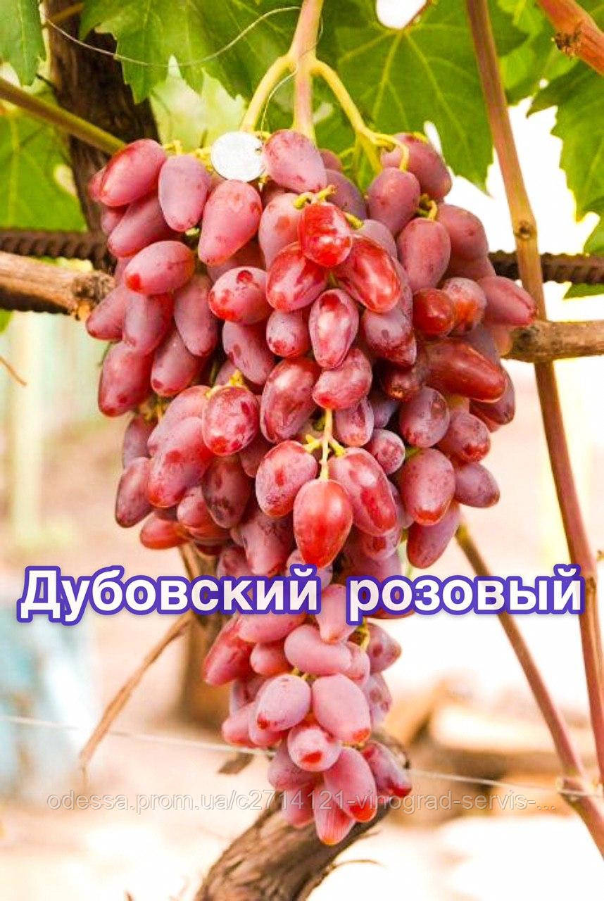 Дубовский розовый (ранний): продажа, цена в Одессе. Семена, саженцы и ...