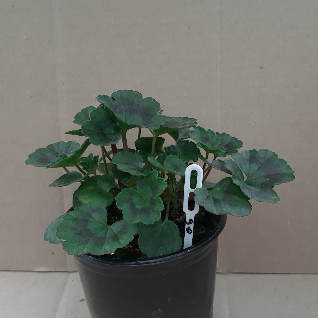 Пеларгонія зональна "W. Lilla Trulsa" (герань, калачик №90), ціна 80 ...