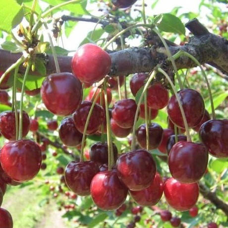 Саджанці Вишні Пустунка - середнього терміну, високоврожайна ...