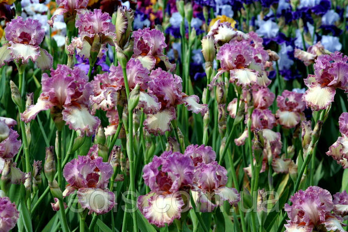 Ирис высокий бородатый Brazen Beauty (Бразен Бьюти), цена 44.99 грн ...