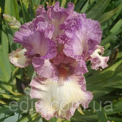 Ирис высокий бородатый Brazen Beauty (Бразен Бьюти), цена 44.99 грн ...