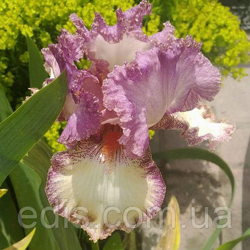 Ирис высокий бородатый Brazen Beauty (Бразен Бьюти), цена 44.99 грн ...