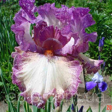 Ирис высокий бородатый Brazen Beauty (Бразен Бьюти), цена 44.99 грн ...