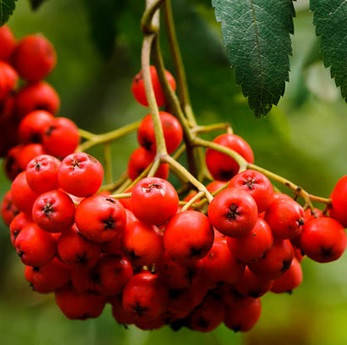 Саженцы красной рябины, цена 85 грн — Prom.ua (ID#662002551)