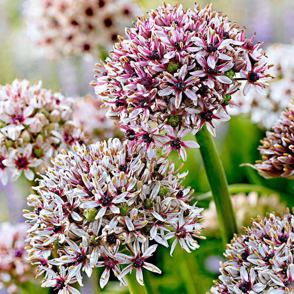 Аллиум basalticum Silver Spring (ID#1205209124), цена: 118.79 ₴, купить ...