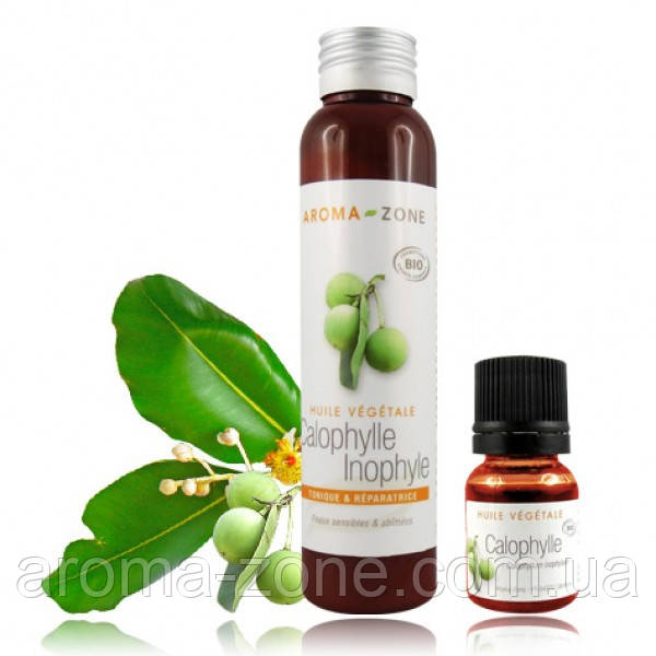 Растительное масло Таману (Calophyllum inophyllum), 250 мл.: продажа ...