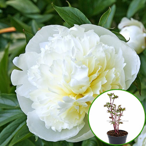 Купить Пион в горшке Duchesse de Nemours, цена 175.49 грн — Prom.ua (ID ...