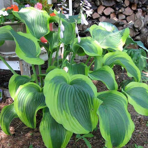 Купить Хоста Titanic 0,5 л, цена 217.99 ₴ — Prom.ua (ID#1205206005)