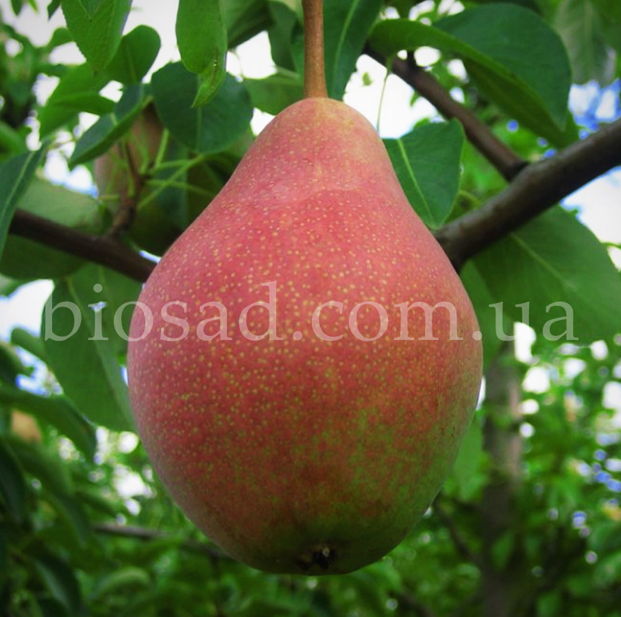 Высокого качества Груша Улюблениця Клаппа (Clapp's Favorite) от ...