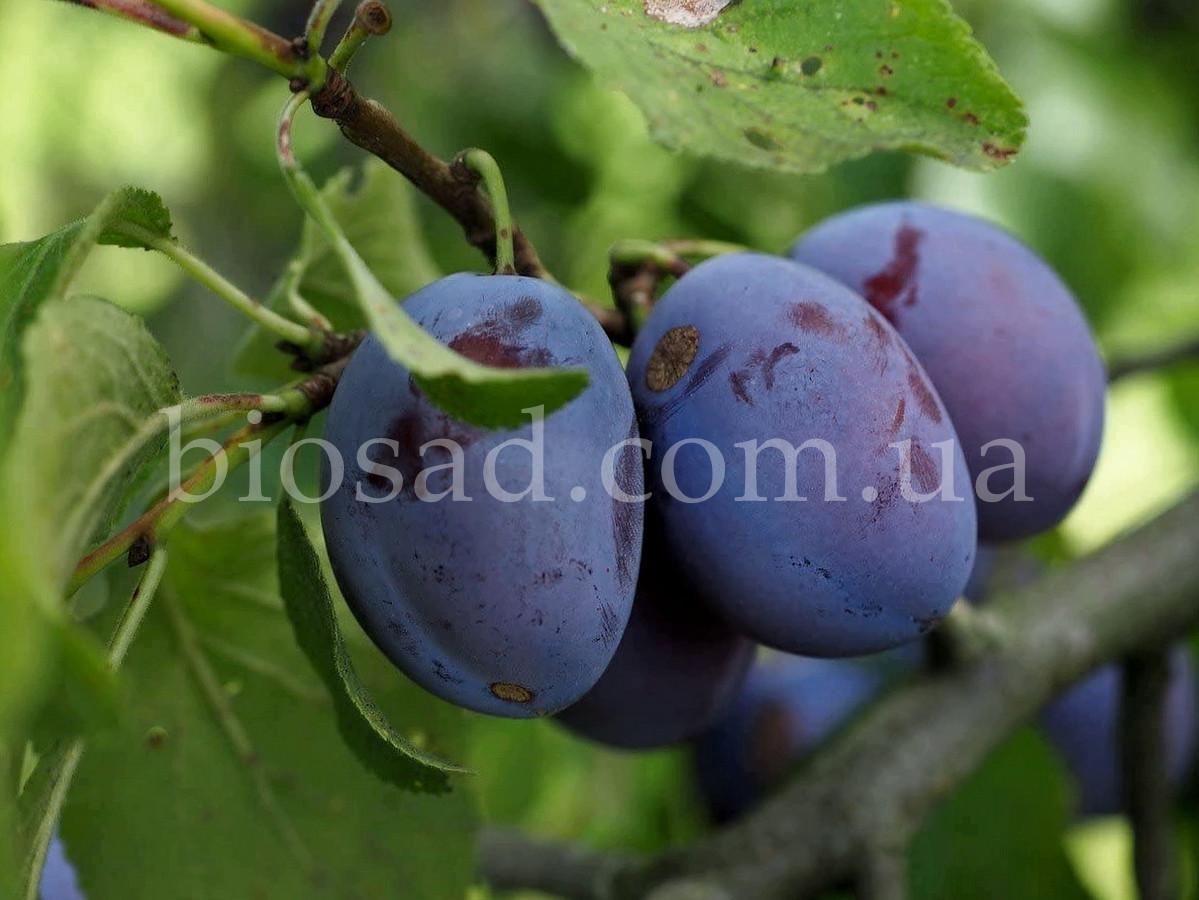 Высокого качества Слива Хаганта (Haganta) от питомника "BioСад ...