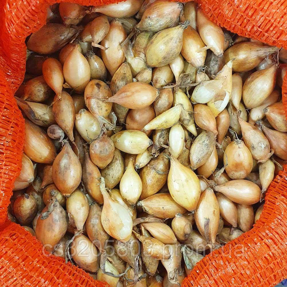 Купить Лук севок Шекспир 10 кг, 8/21 мм (Triumfus Onion Products), цена ...