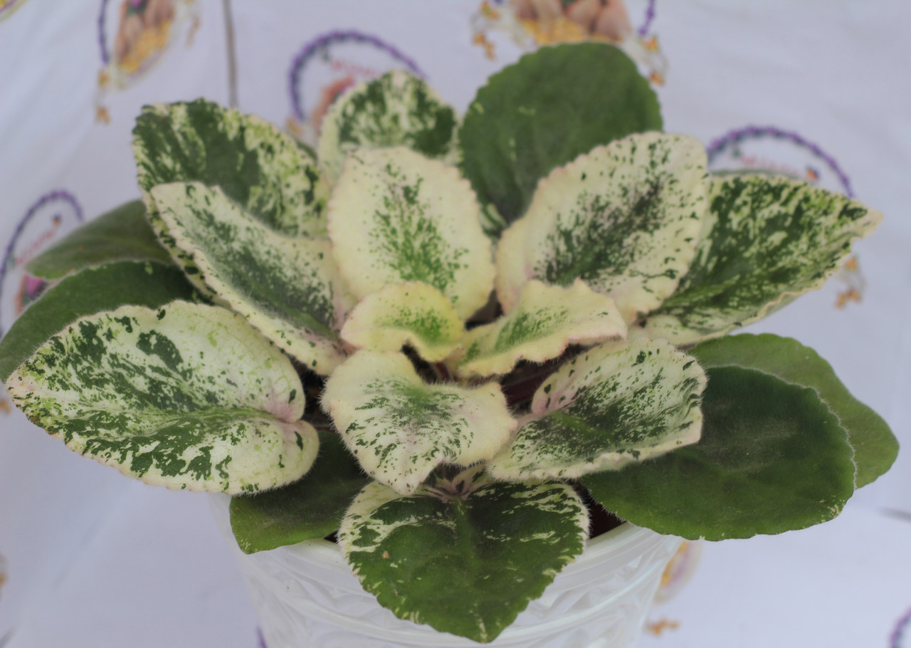 Фіалка Fredette's Risen Star Стартер (молода фіалка в горщику) (ID ...