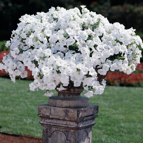 Купить Easy Wave 50 шт семена ампельной петунии Pan American White ...