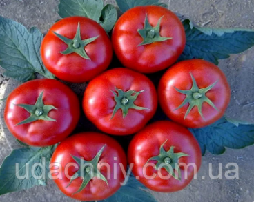 Насіння томата Лоджейн F1 / Lojain F1 (Enza Zaden) 10 насіння (ID ...