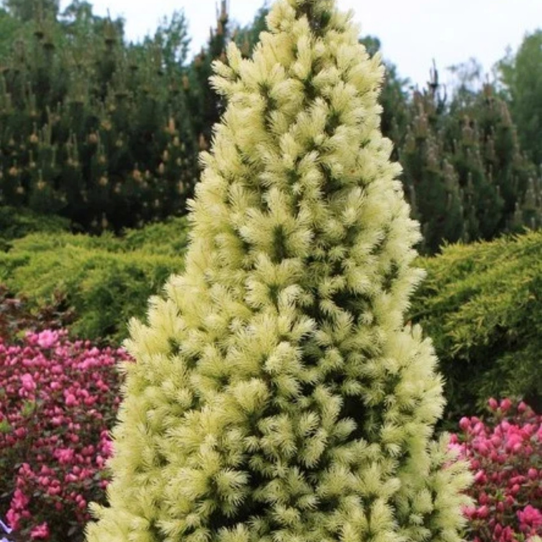 Ялина канадська Daisy s White 3 річна, Ель канадская Дейзи Уайт / Вайт ...