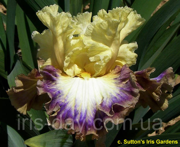 Купить Ирис Interstellar (Sutton 2016) (саженцы), цена 150 грн — Prom ...