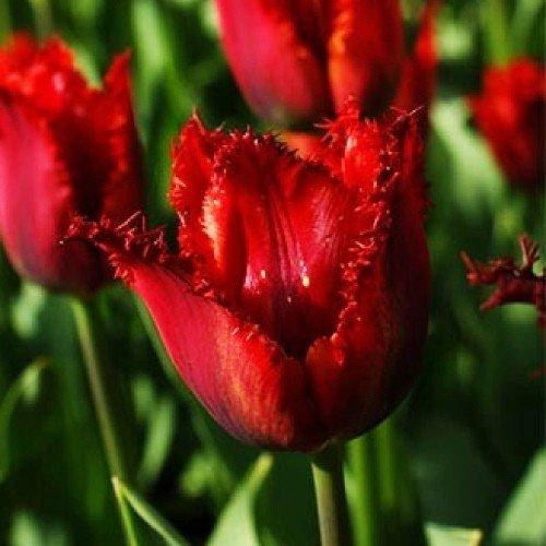 Тюльпан Pacific Pearl (луковицы) 3 шт (ID#1287022472), цена: 67 ...