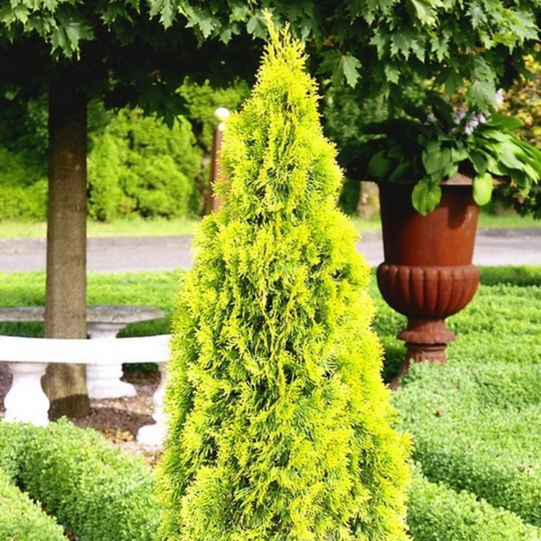 Купити Туя західна Gold Smaragd 4 річна, Туя западная Голд Смарагд ...
