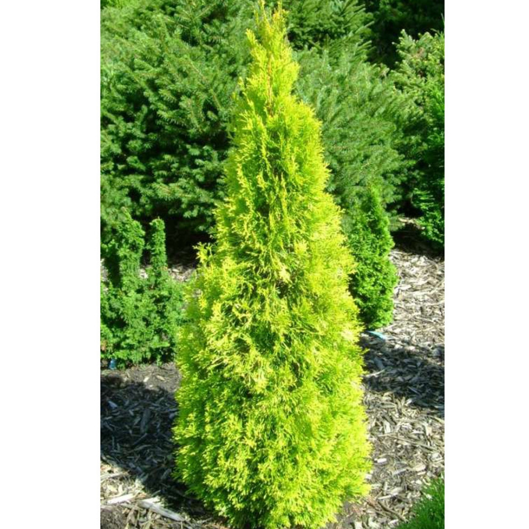 Туя західна Gold Smaragd 4 річна, Туя западная Голд Смарагд / Джанед ...