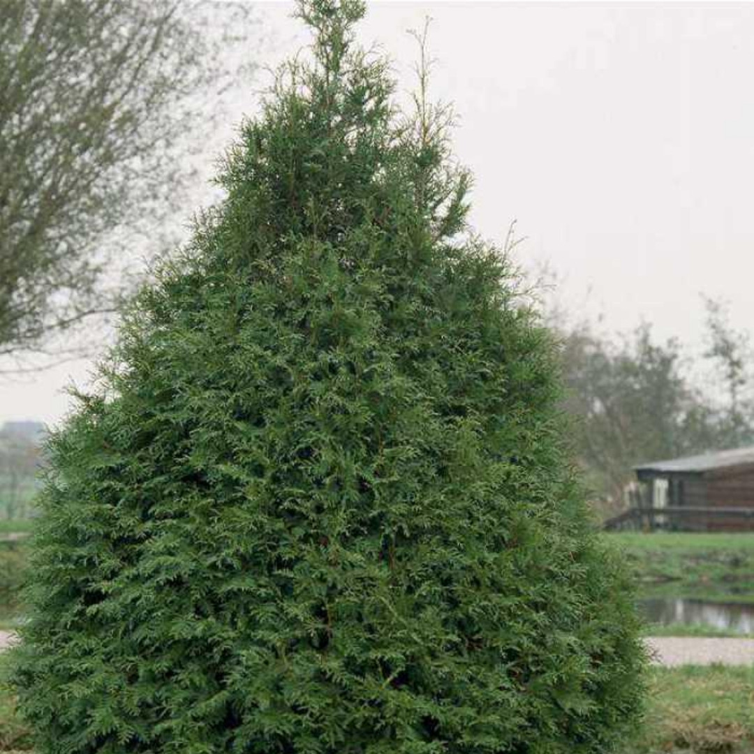 Туя західна Frieslandia для живоплоту 3 річна 50 см, Туя западная ...