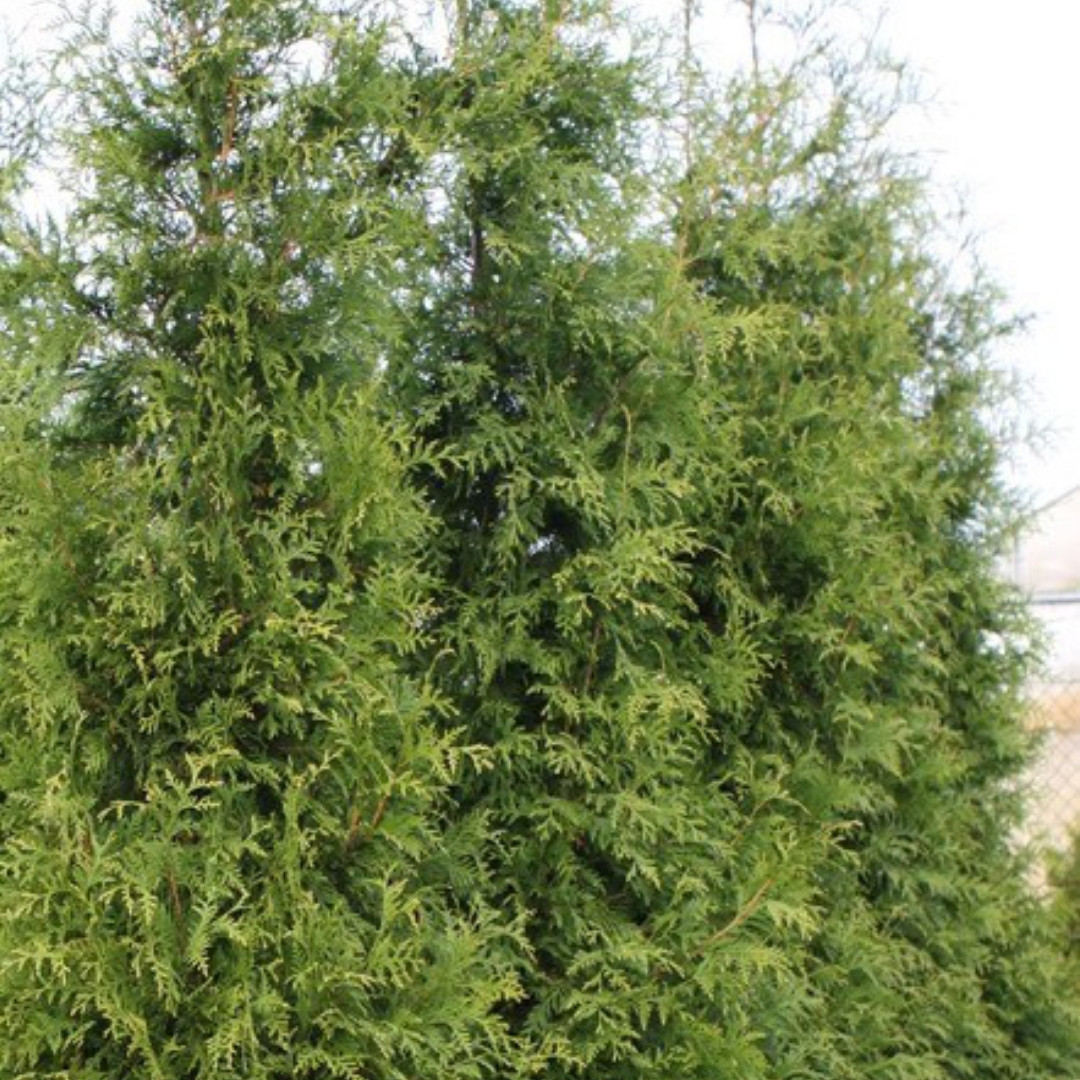 Туя західна Frieslandia для живоплоту 3 річна 50 см, Туя западная ...
