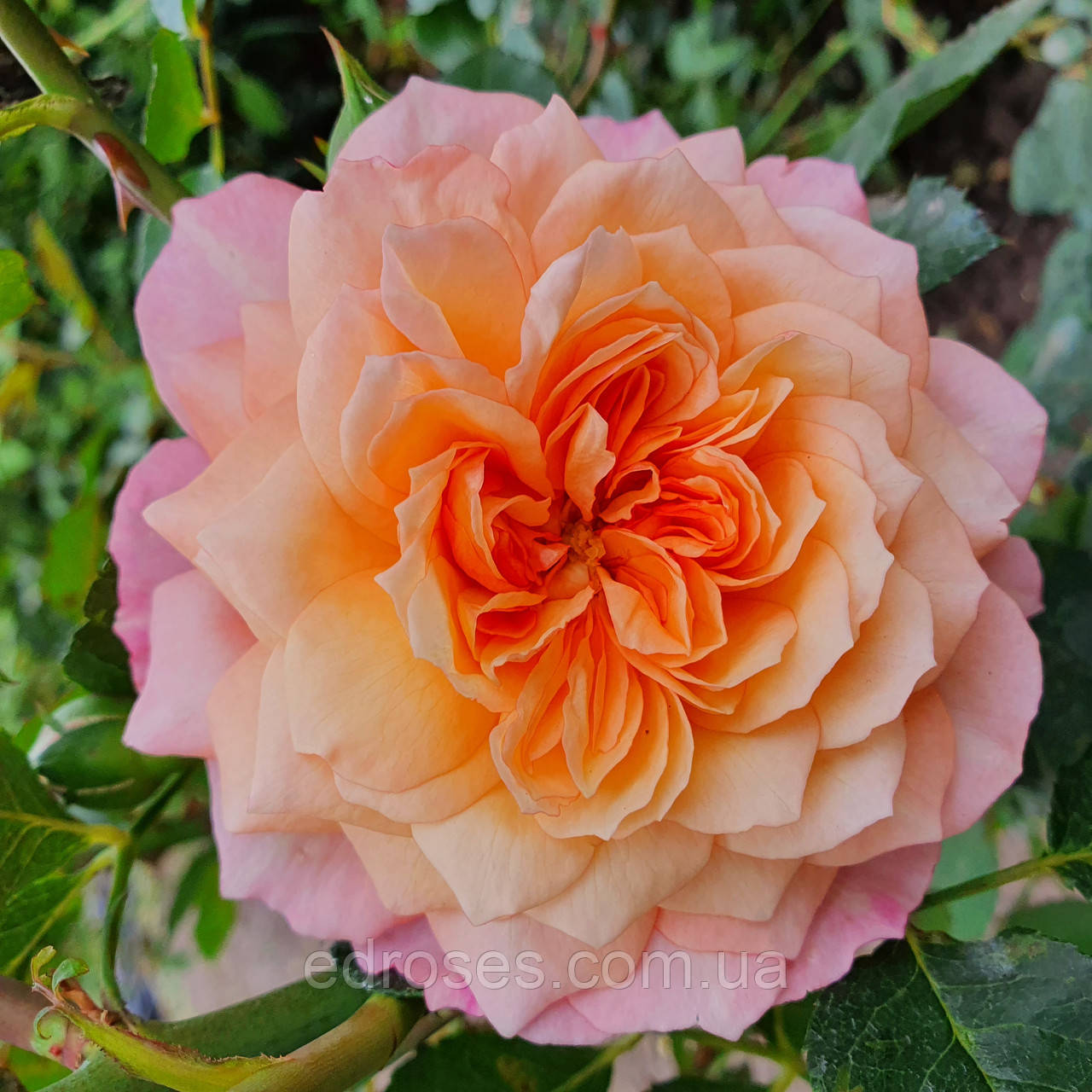 Андре Тюрка (Andre Turcat): продажа, цена в Киевской области. Рассада и ...