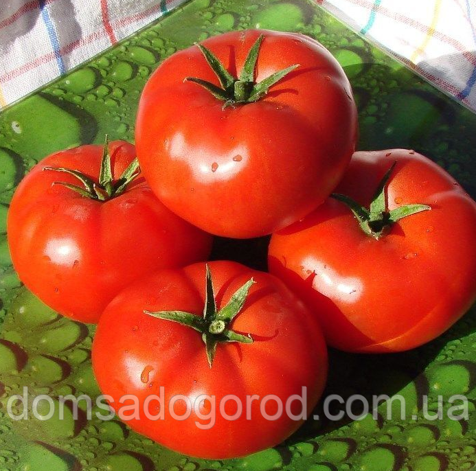 Купити Томат ПОЛБІГ F1 POLBIG F1 Bejo 1000 шт. Оригінальна якість.