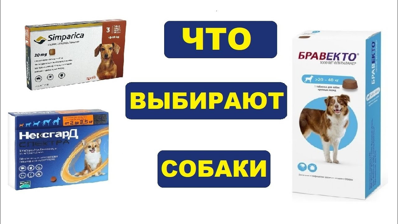 Бравекто, Симпарика або Нексгард. Що краще від кліщів?. Статті компанії ...