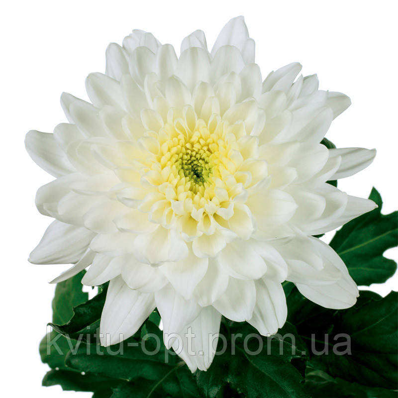 Arctic Queen - купить по лучшей цене в Мелитополе от компании "Квітковий Рай" - 3542794