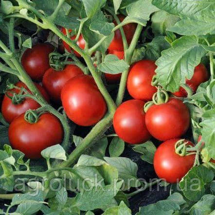 Купить Томат Ляна дет. ранній 83-87 дн. "Ницсса", 5г, цена 38 грн ...