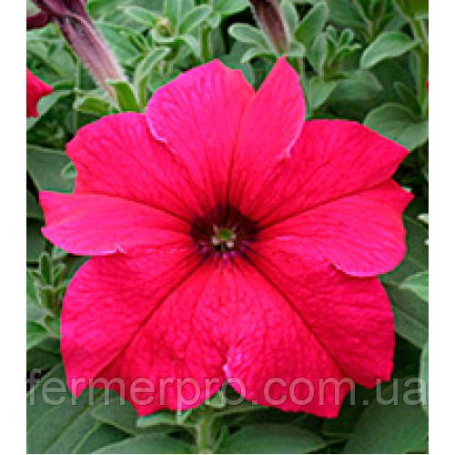 Купити Петунія крупноквіткова Supercascade F1 Rose, 5000, ціна 1840 грн ...